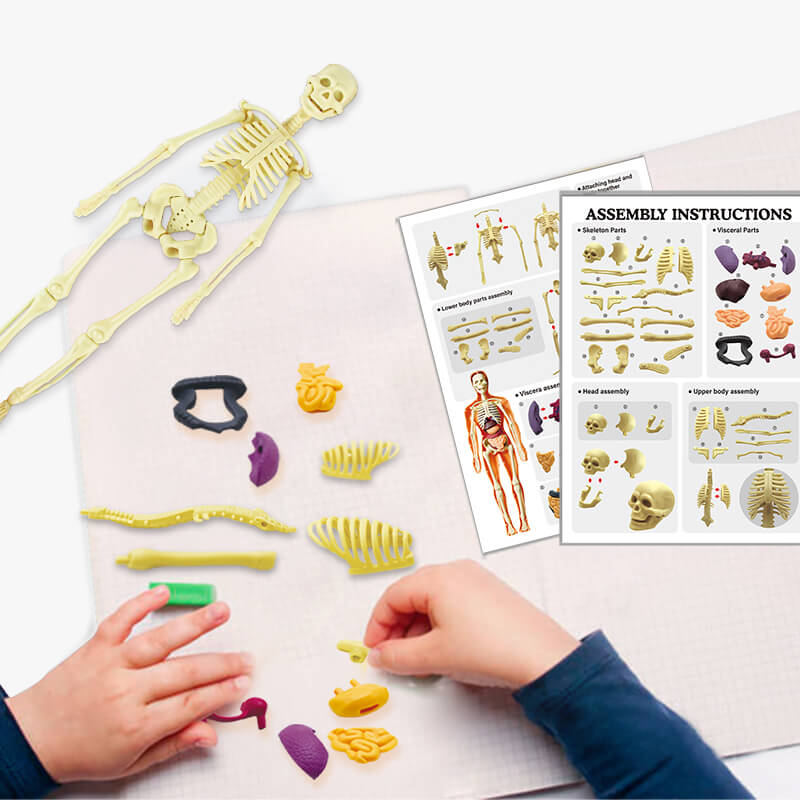 DIY Interactive Human Anatomy Model Science Kit|3d interactive human ...