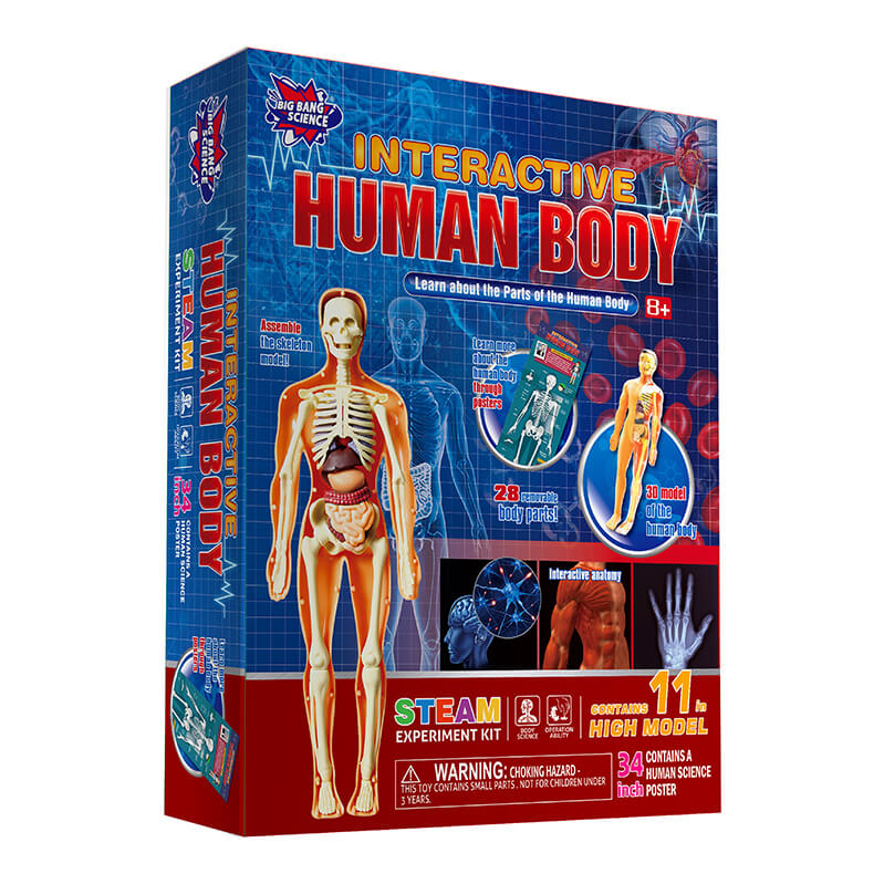 DIY Interactive Human Anatomy Model Science Kit|3d interactive human ...