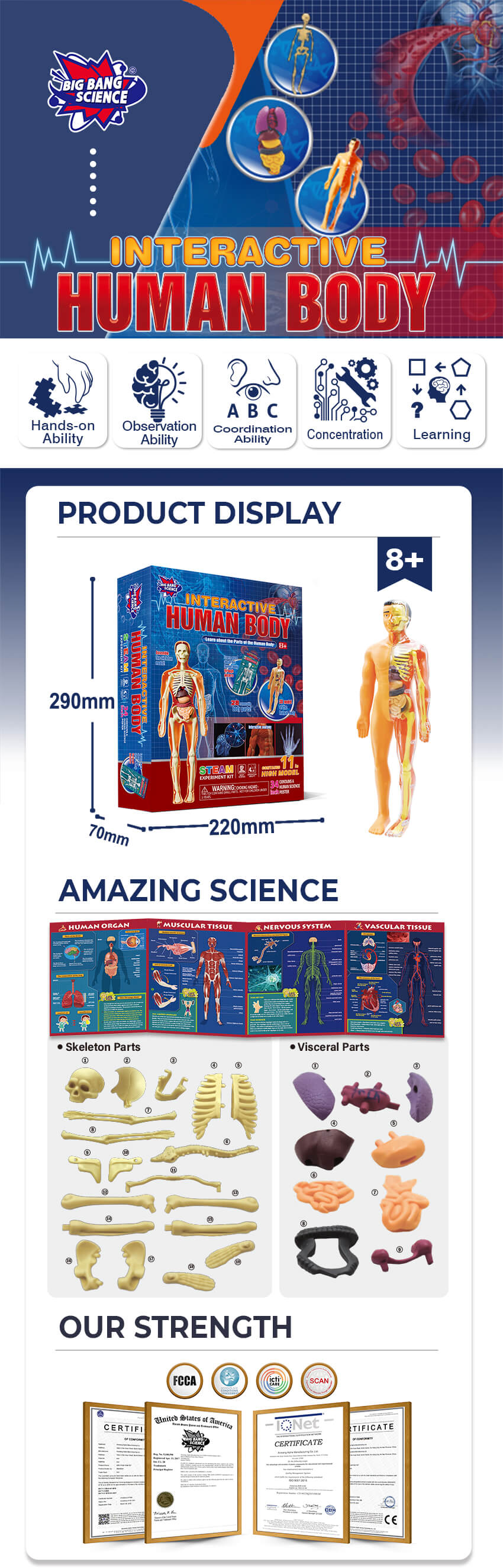 DIY Interactive Human Anatomy Model Science Kit|3d interactive human ...